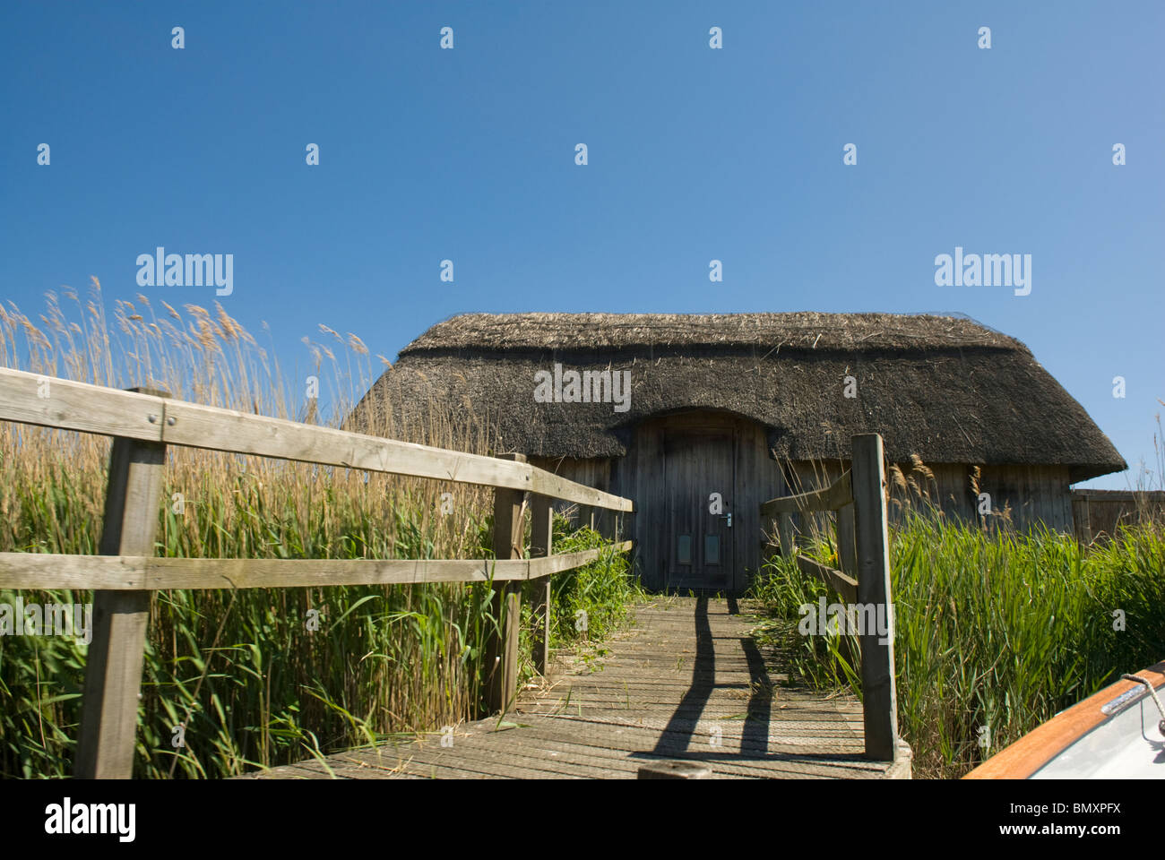 Norfolk bird hi-res stock photography and images - Alamy