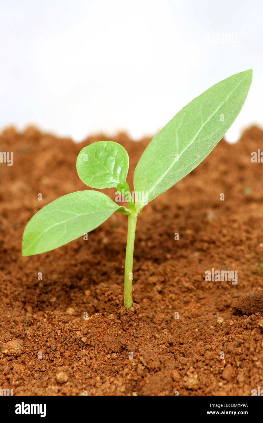 Born tree hi-res stock photography and images - Alamy