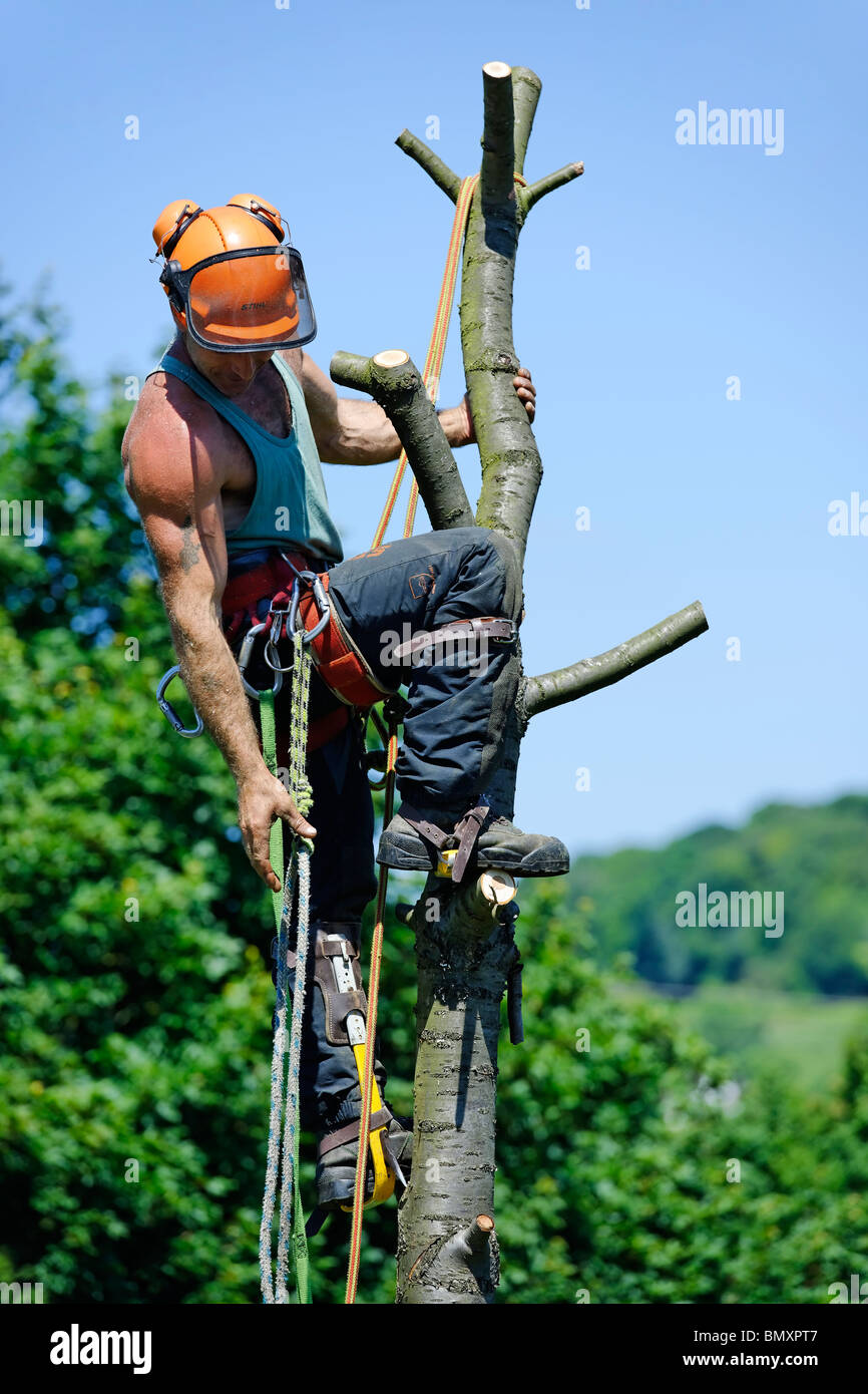 Cut down jack tree hi-res stock photography and images - Alamy