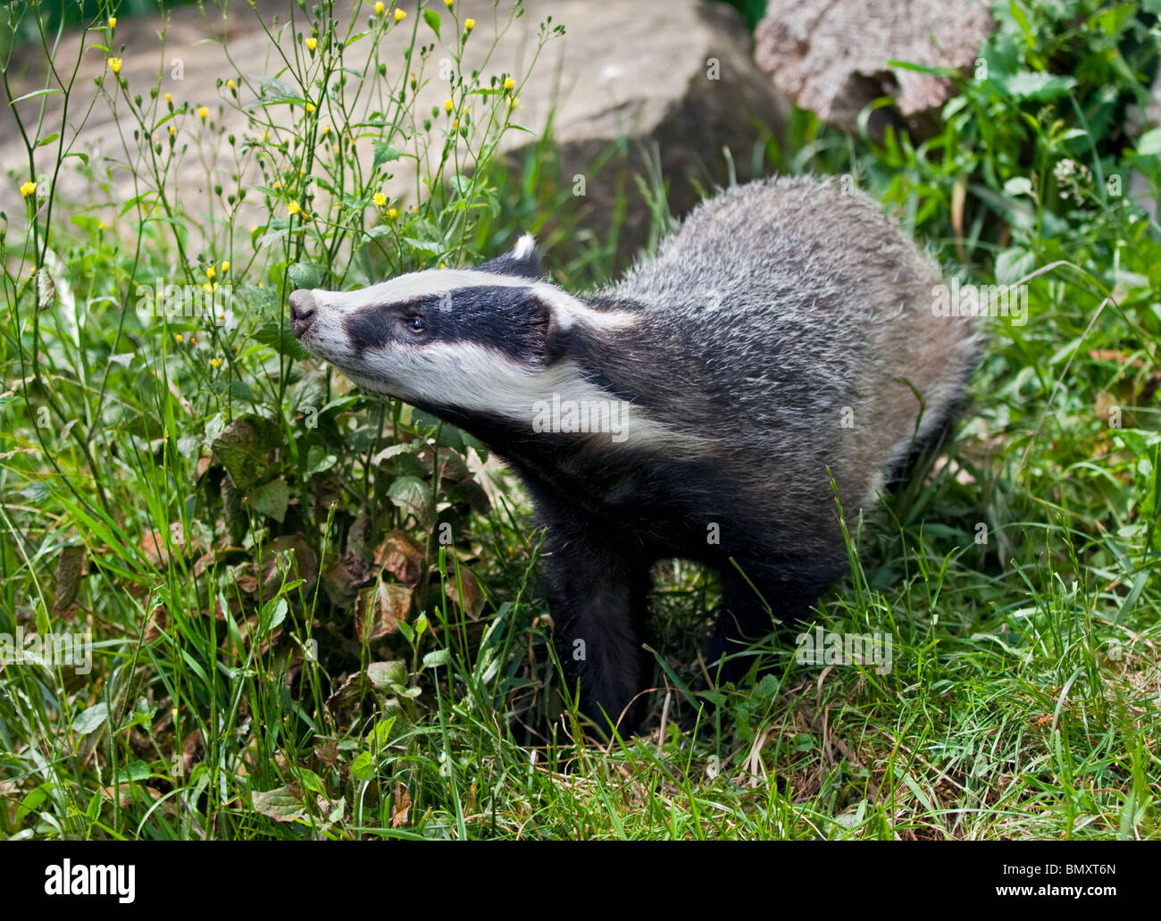 Juvenile European Badger (meles meles Stock Photo - Alamy
