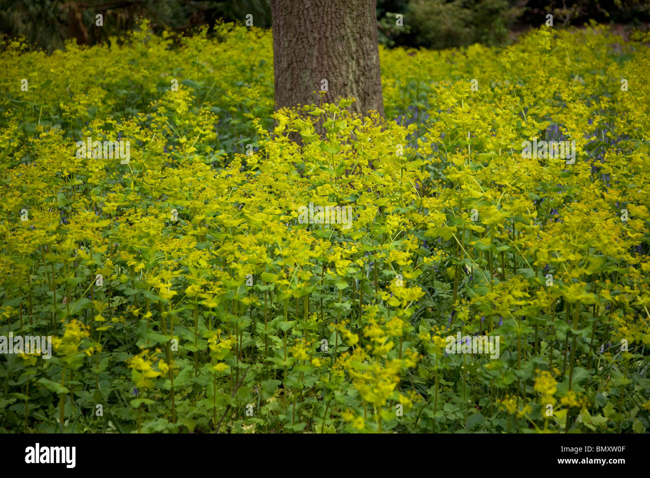Cowslip first growth in spring gives a green carpet of life to the ...