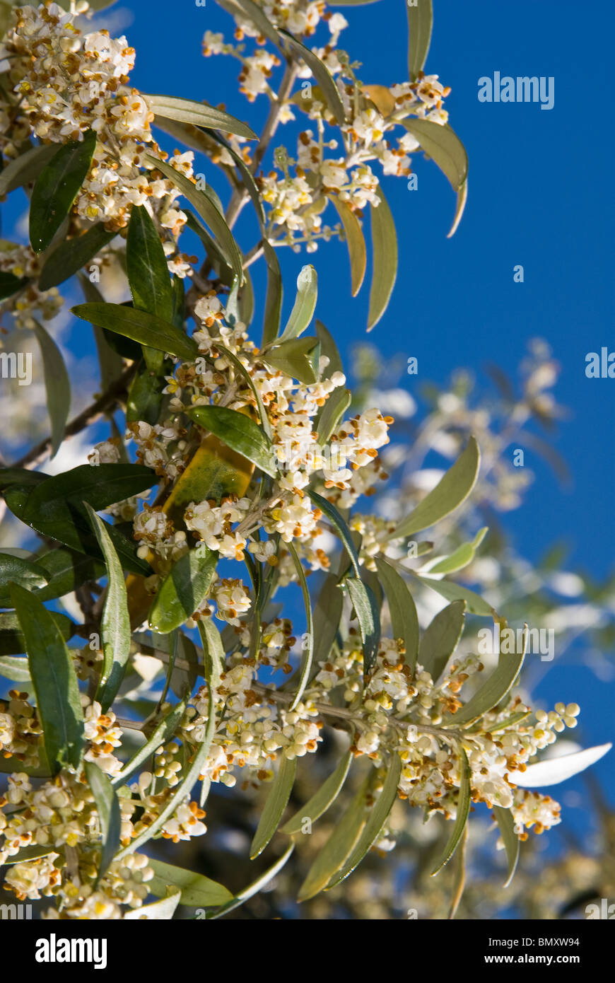 Flowers in olive tree, Tuscany, Italy Stock Photo - Alamy
