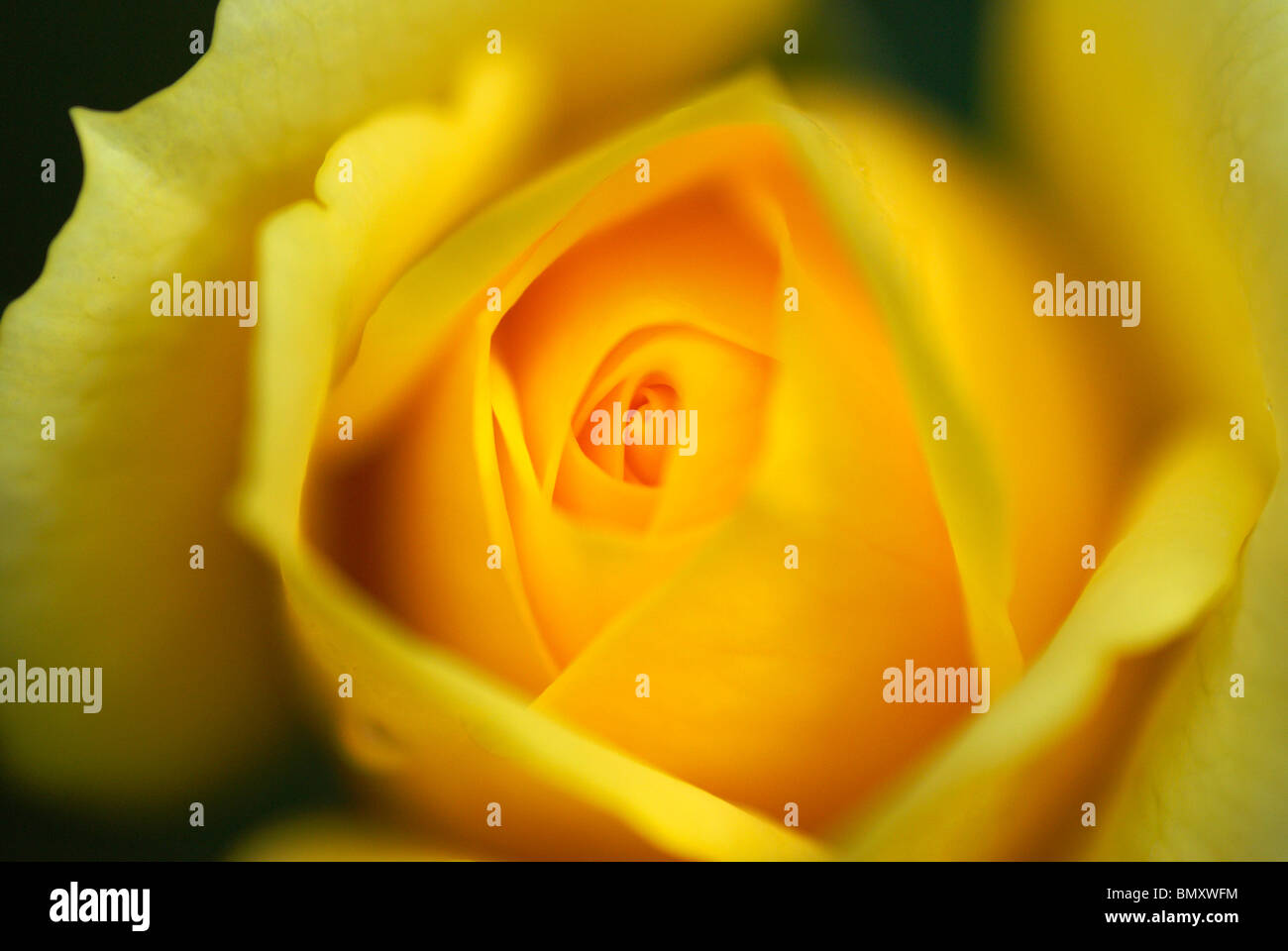 Portrait yellow rose hi-res stock photography and images - Alamy