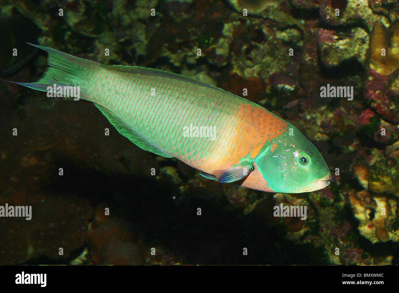 Lunare wrasse hi-res stock photography and images - Alamy