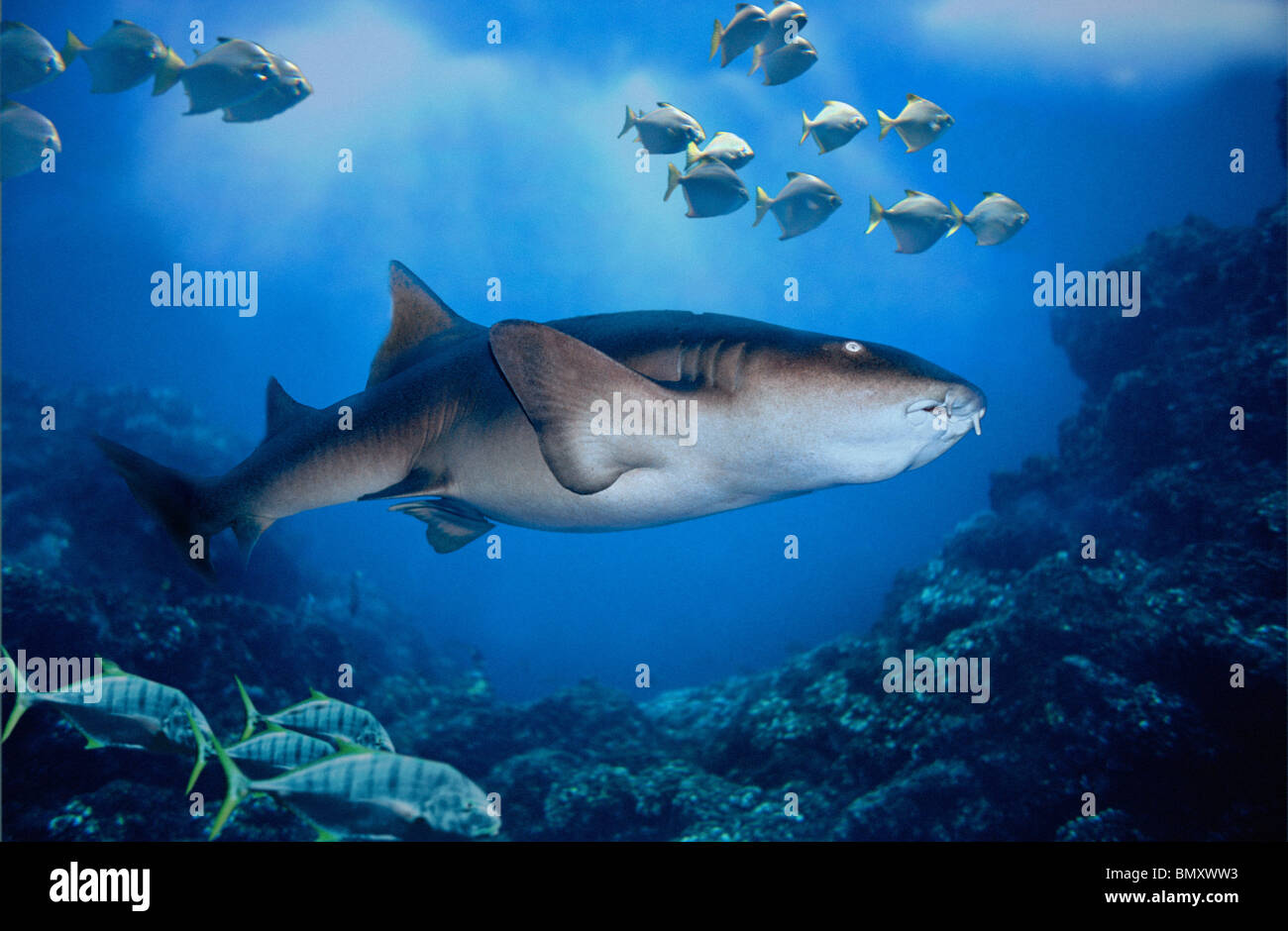 Tawny nurse shark / Nebrius ferrugineus Stock Photo - Alamy