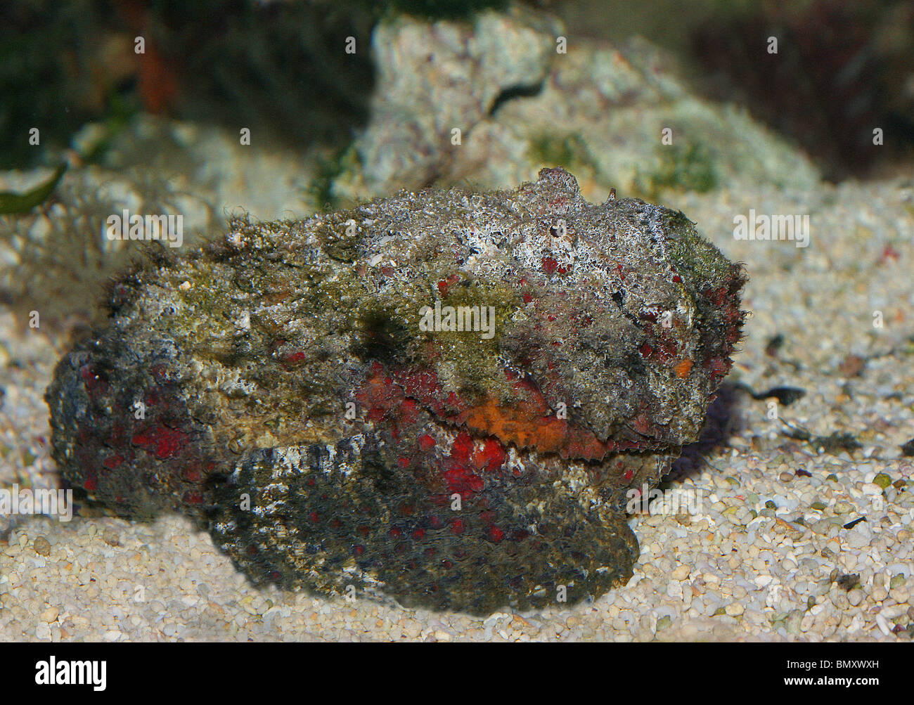 Stonefishes hi-res stock photography and images - Alamy