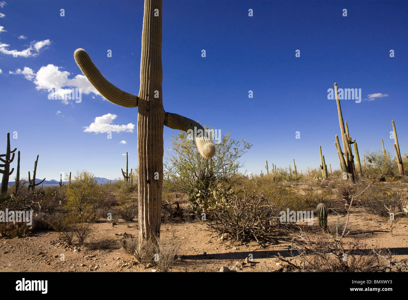 Saguaro cactus, Carnegiea gigantea, with arms in a hugging posture ...