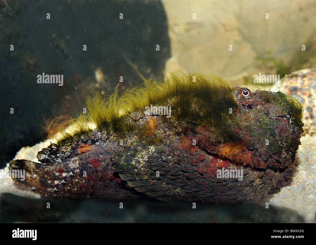 Reef stonefish / Synanceia verrucosa Stock Photo - Alamy