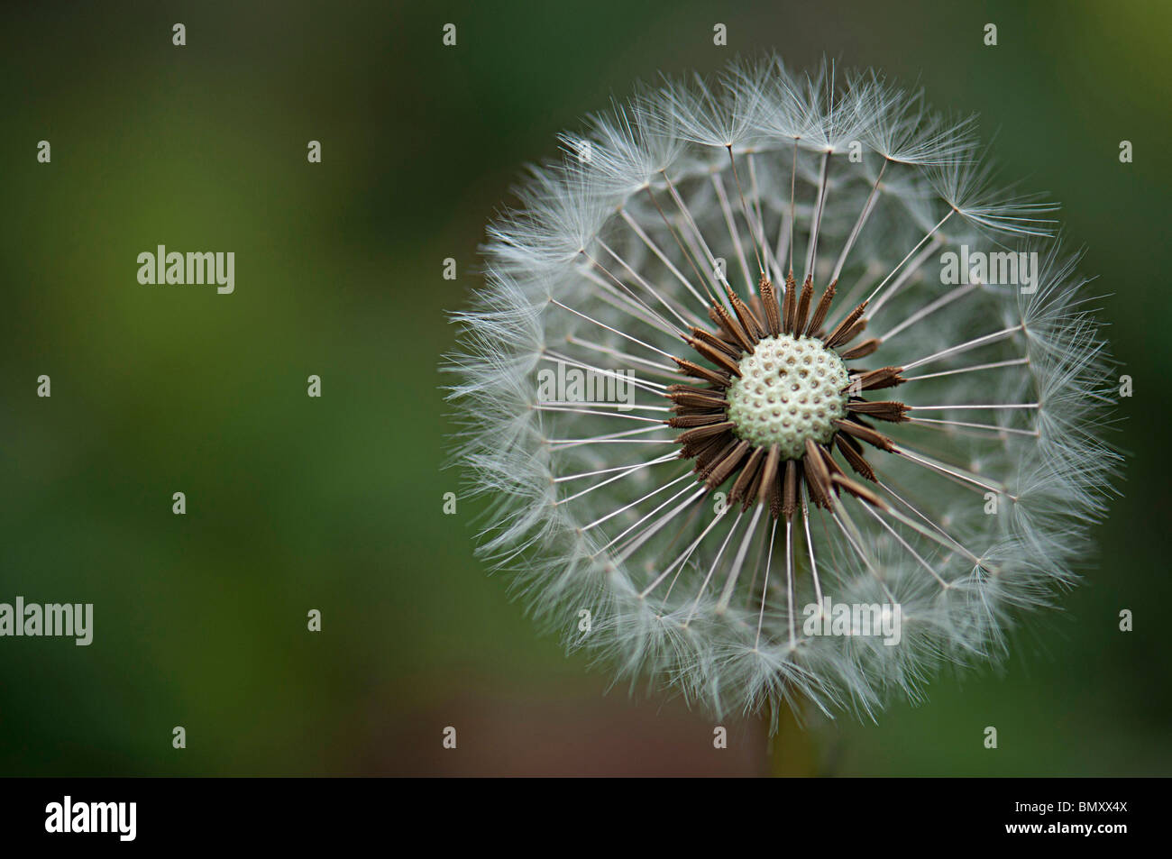 Dandelion Seed Diagram