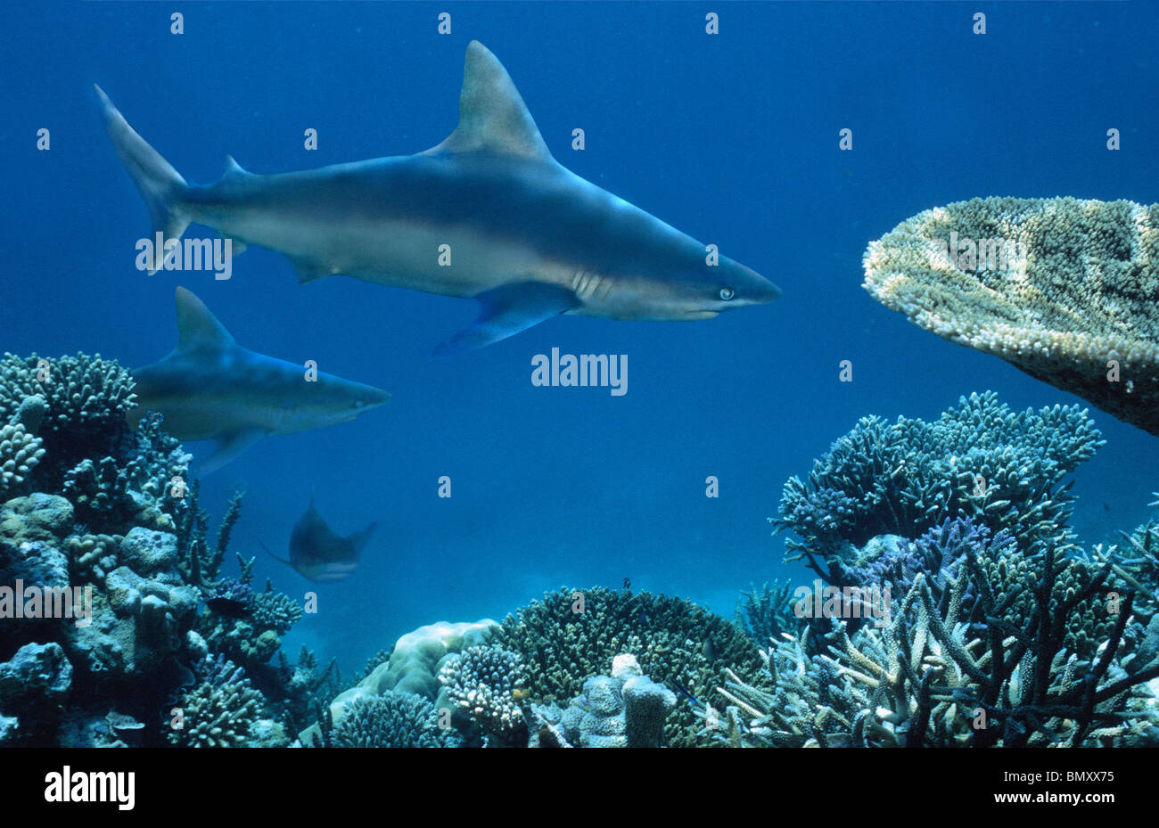 Bull shark / Carcharhinus leucas Stock Photo - Alamy