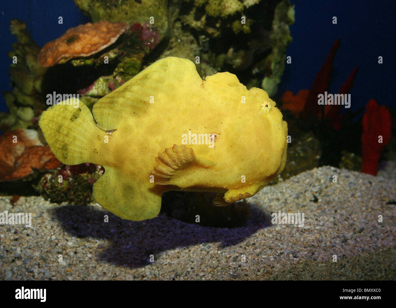 Spotfin Frogfish