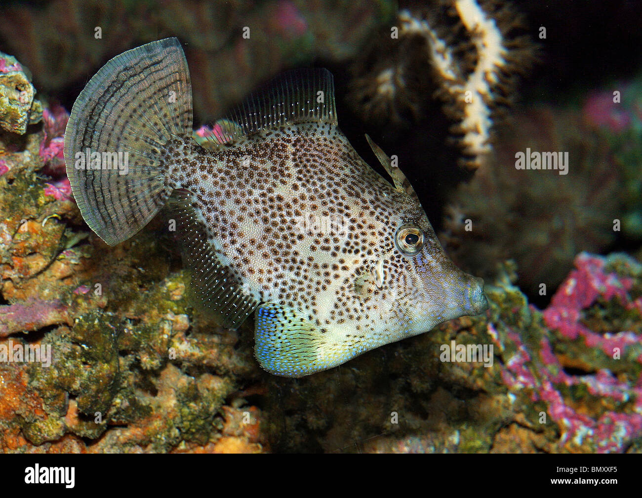 Filefishes hi-res stock photography and images - Alamy