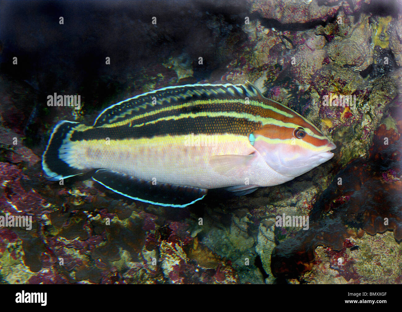 Yellowstripe coris / Coris flavovittata Stock Photo - Alamy