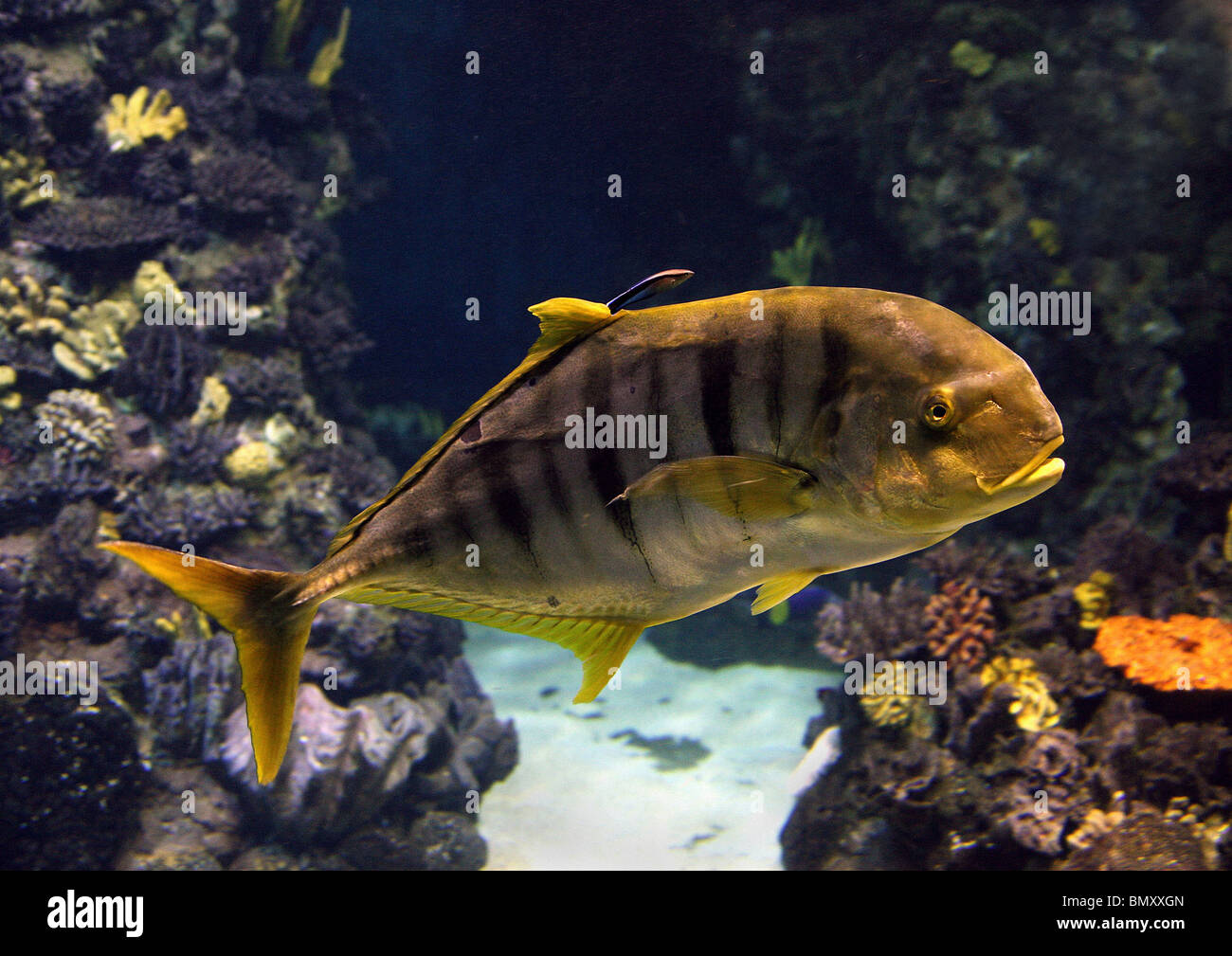 Coryphaenidae Stock Photos & Coryphaenidae Stock Images - Alamy