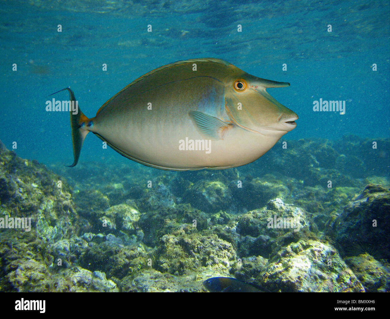 Bluespine unicornfish / Naso unicornis Stock Photo - Alamy