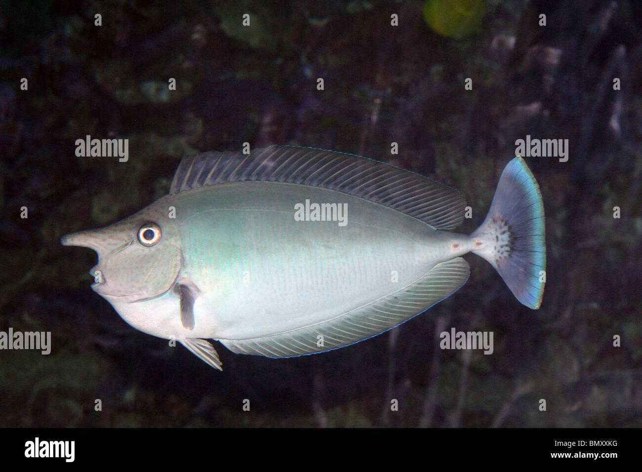 Spotted Unicornfish / Naso brevirostris Stock Photo - Alamy