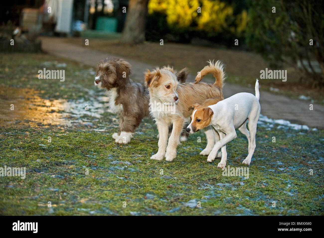 three half breed dogs meadow Stock Photo - Alamy