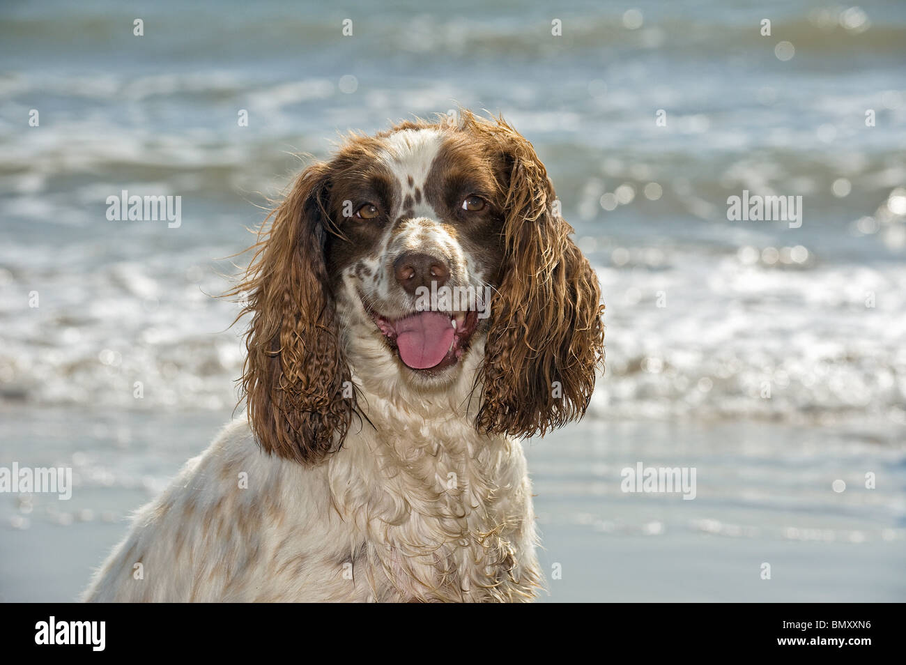 English Springer Spaniel portrait Stock Photo - Alamy