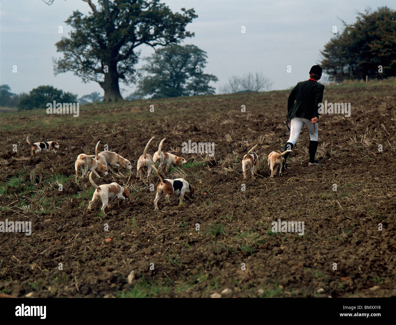 Marlborough College beagles hunting in the Wiltshire countryside, 1980 ...