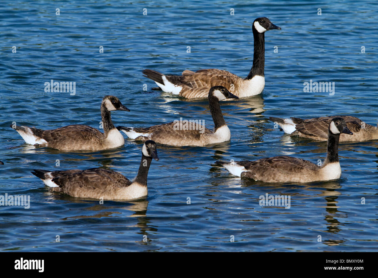 Trailing feathers hi-res stock photography and images - Alamy