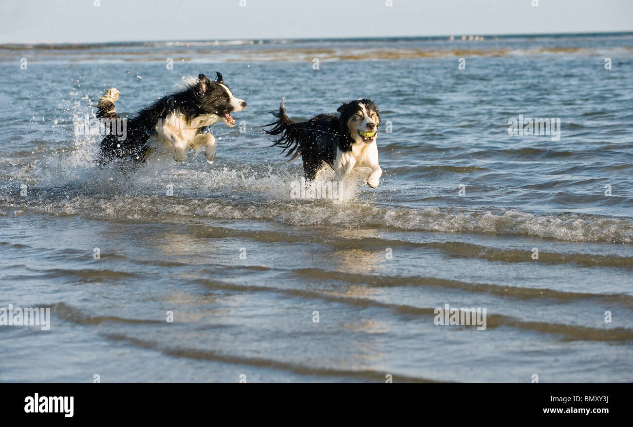 two Border Collie dogs running water Stock Photo - Alamy