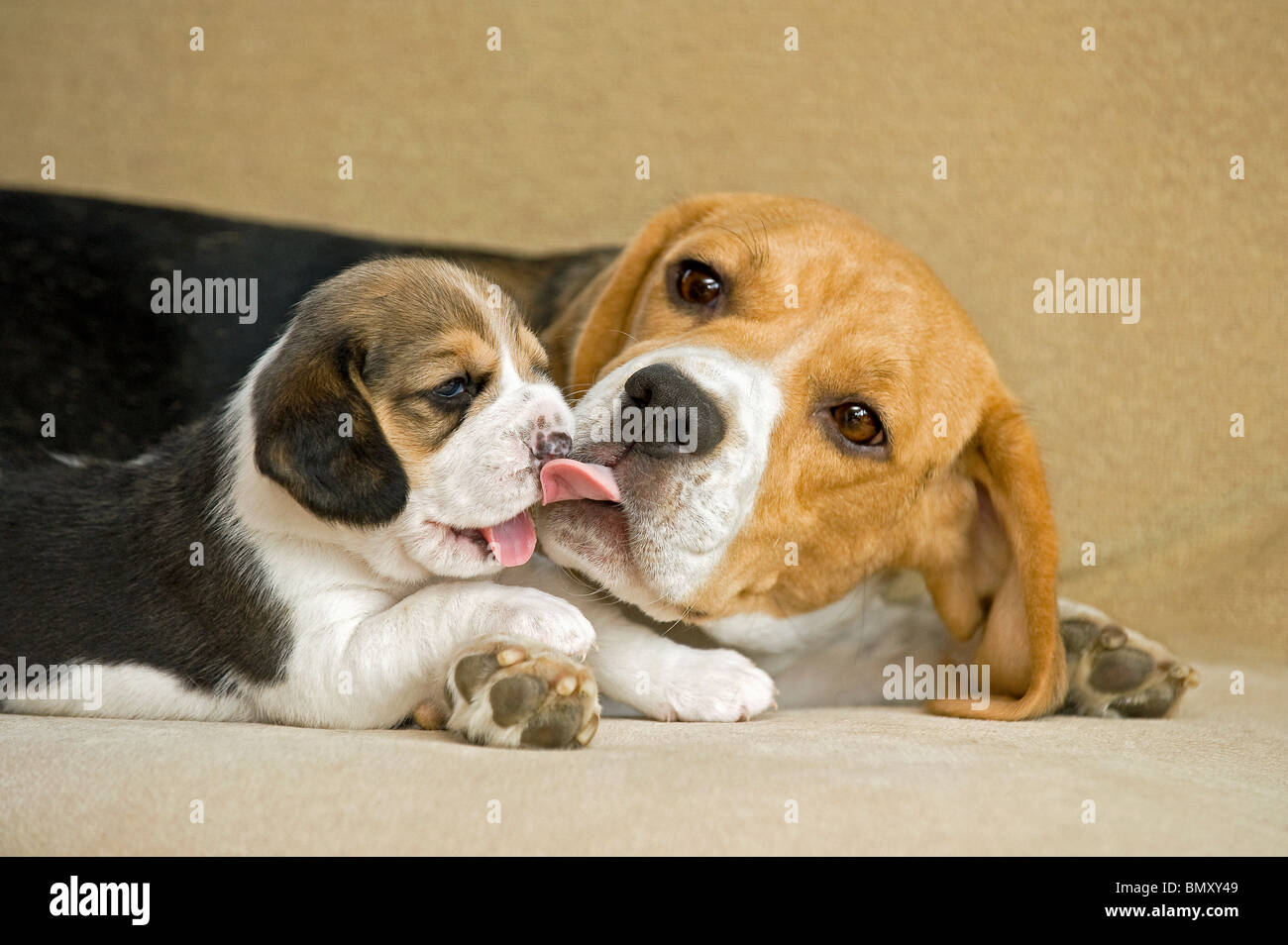 female Beagle dog puppy smooching Stock Photo - Alamy
