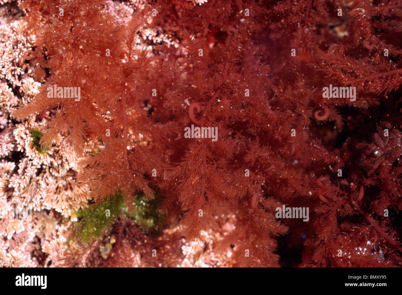 Red seaweeds hi-res stock photography and images - Alamy