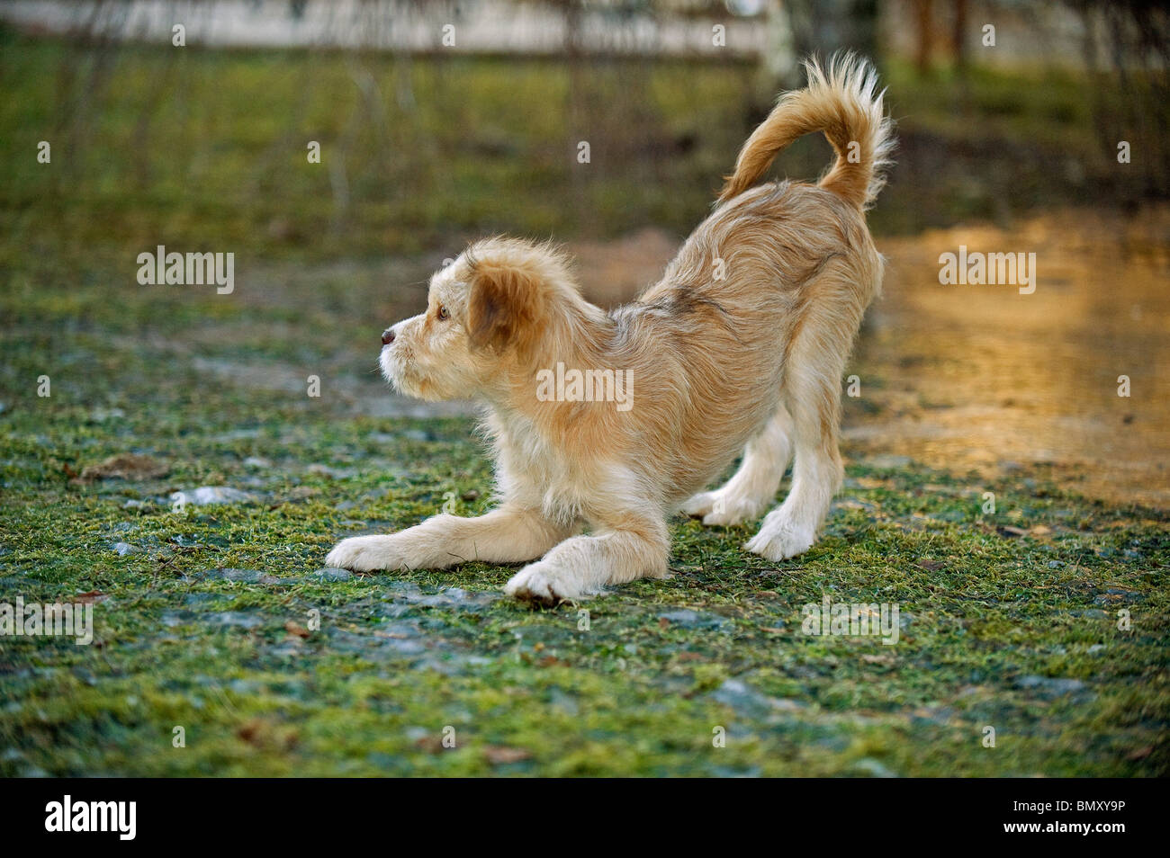 Halb halb hi-res stock photography and images - Alamy