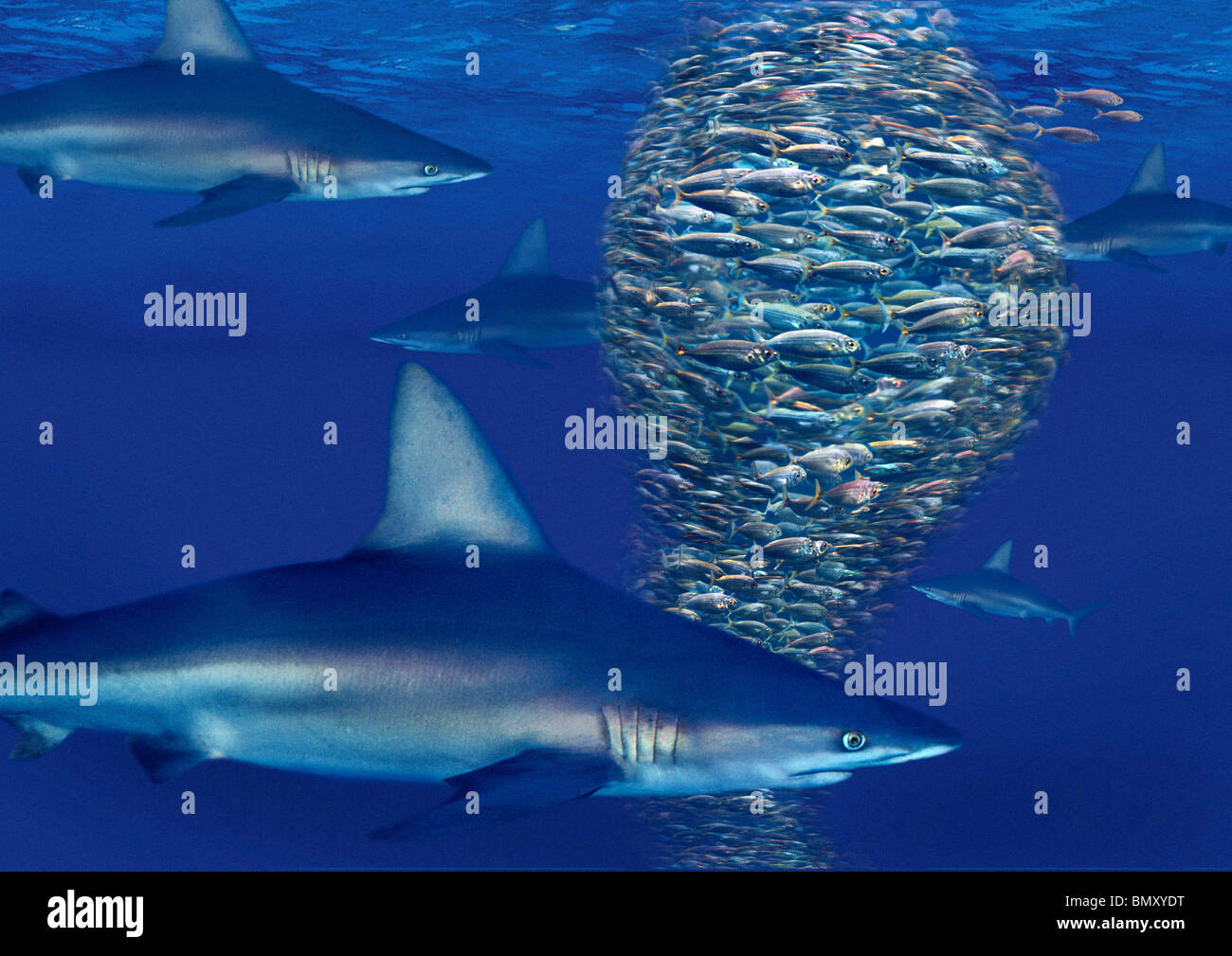 Threatening shark underwater hi-res stock photography and images - Alamy