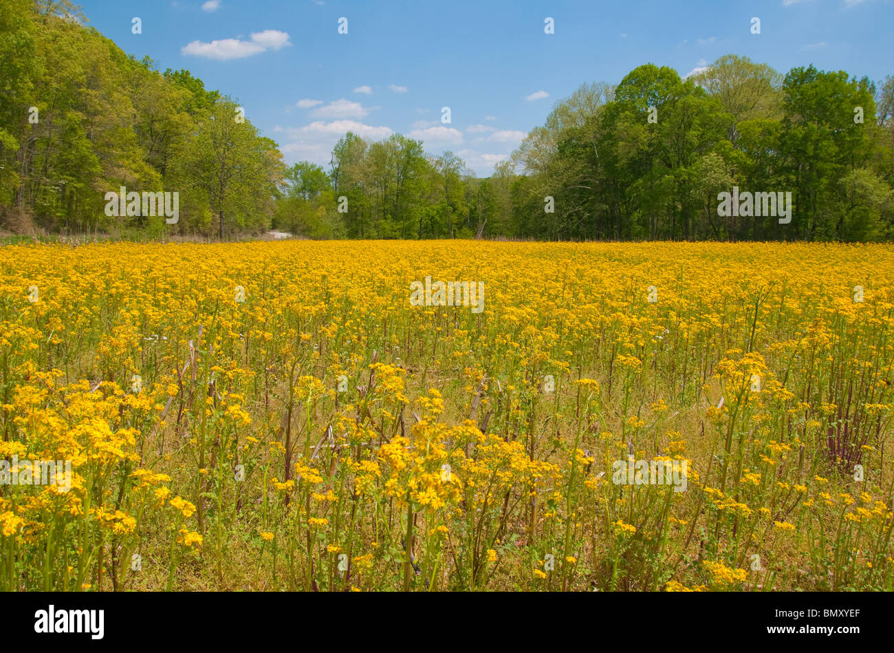 Field of a Golden Weed Stock Photo - Alamy