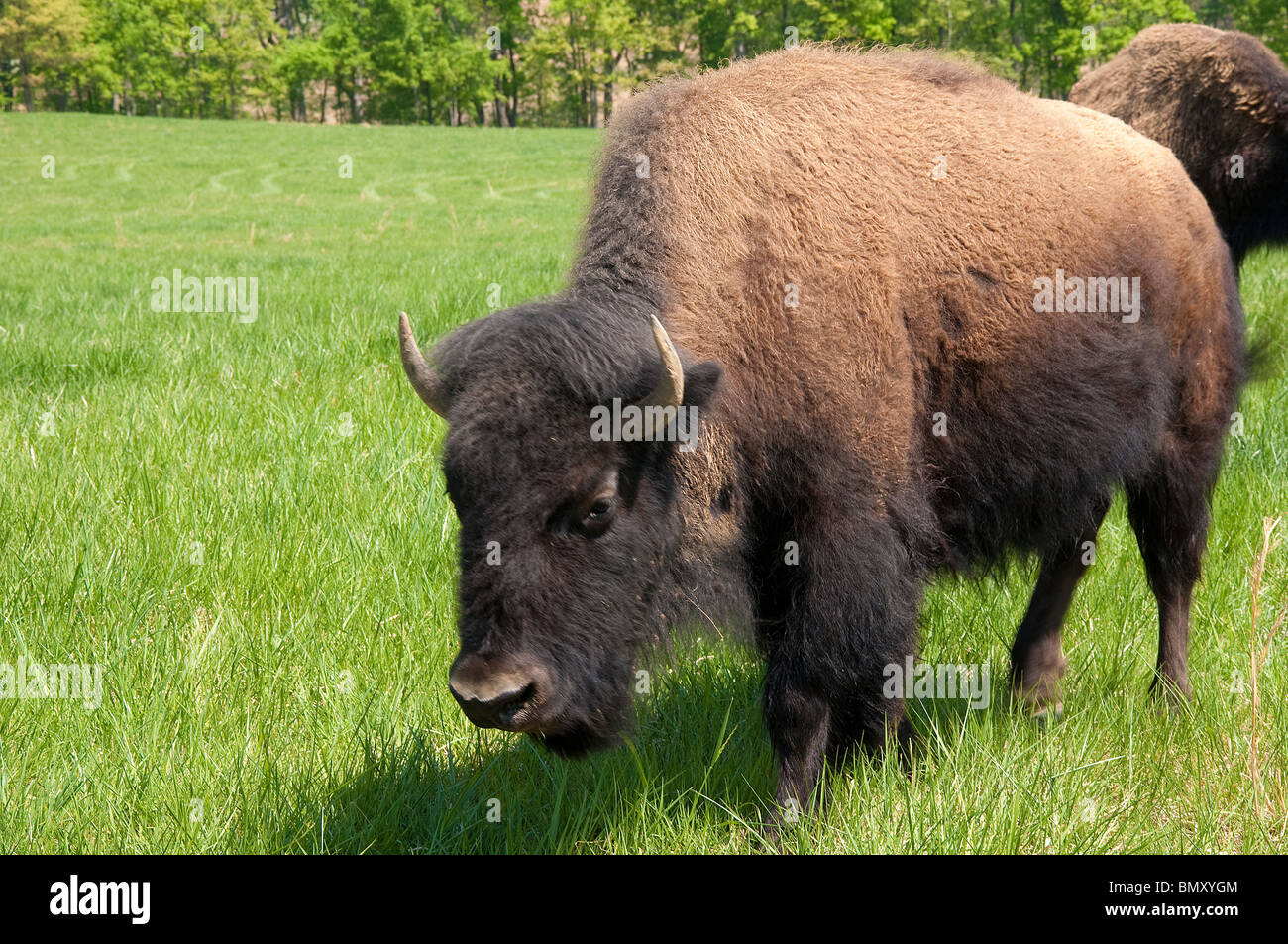 American bison (bison bison) bulls hi-res stock photography and images ...