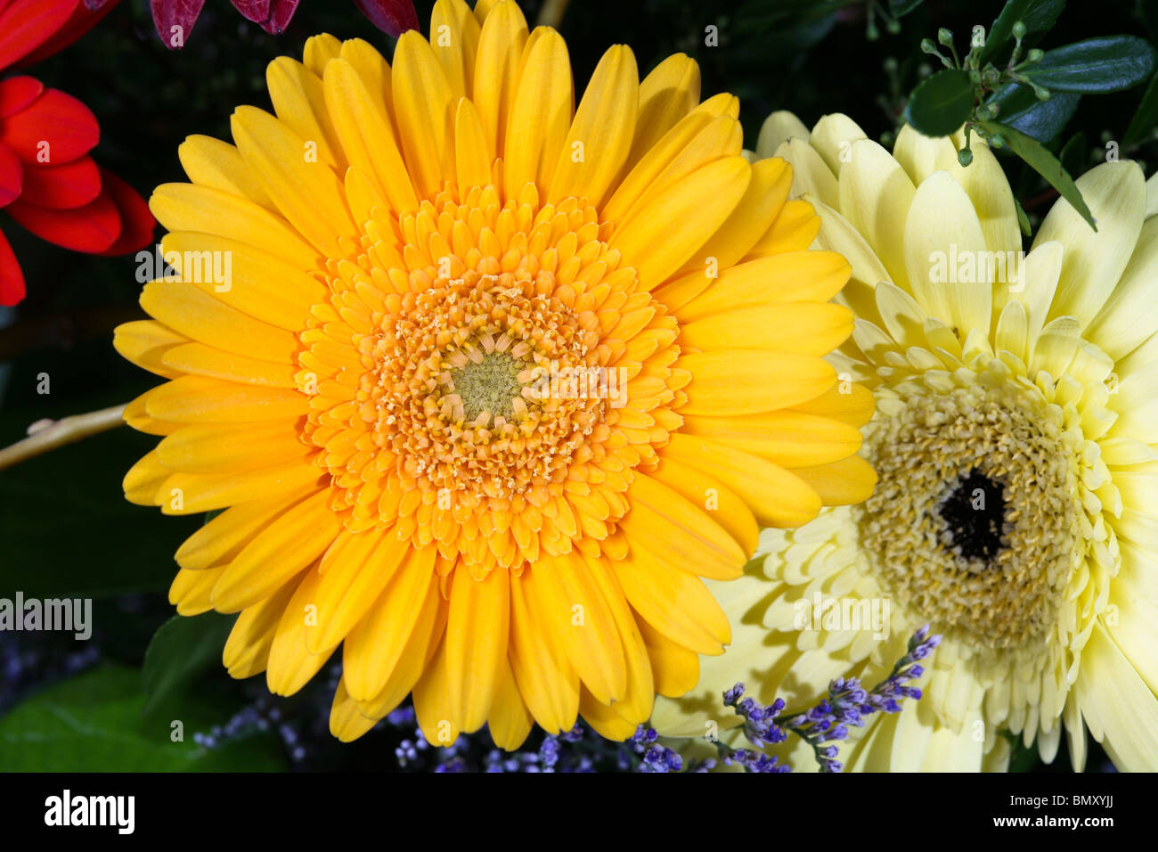 Yellow Gerbera of the sunflower family Stock Photo - Alamy