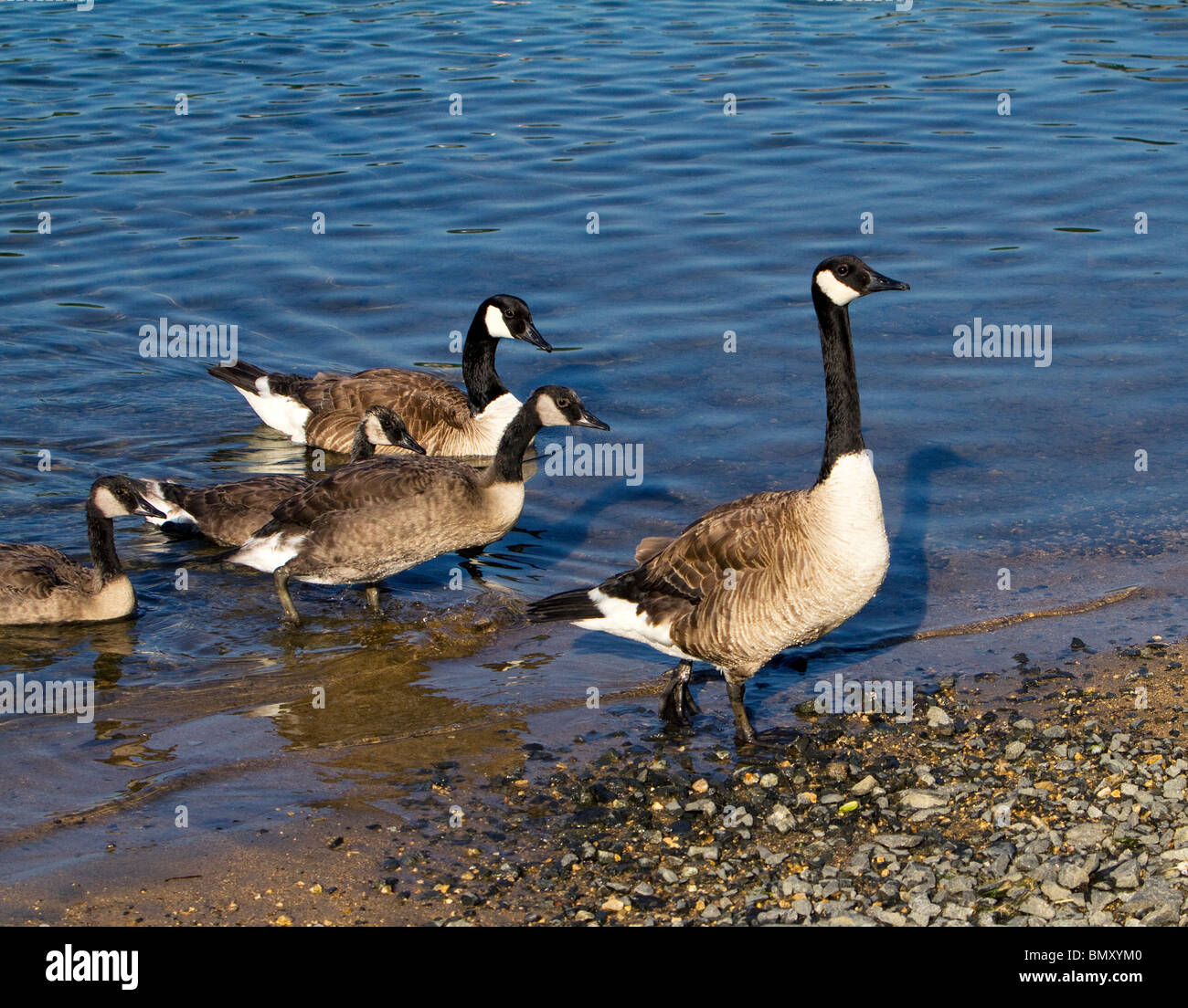 Canadian hunting hi-res stock photography and images - Alamy