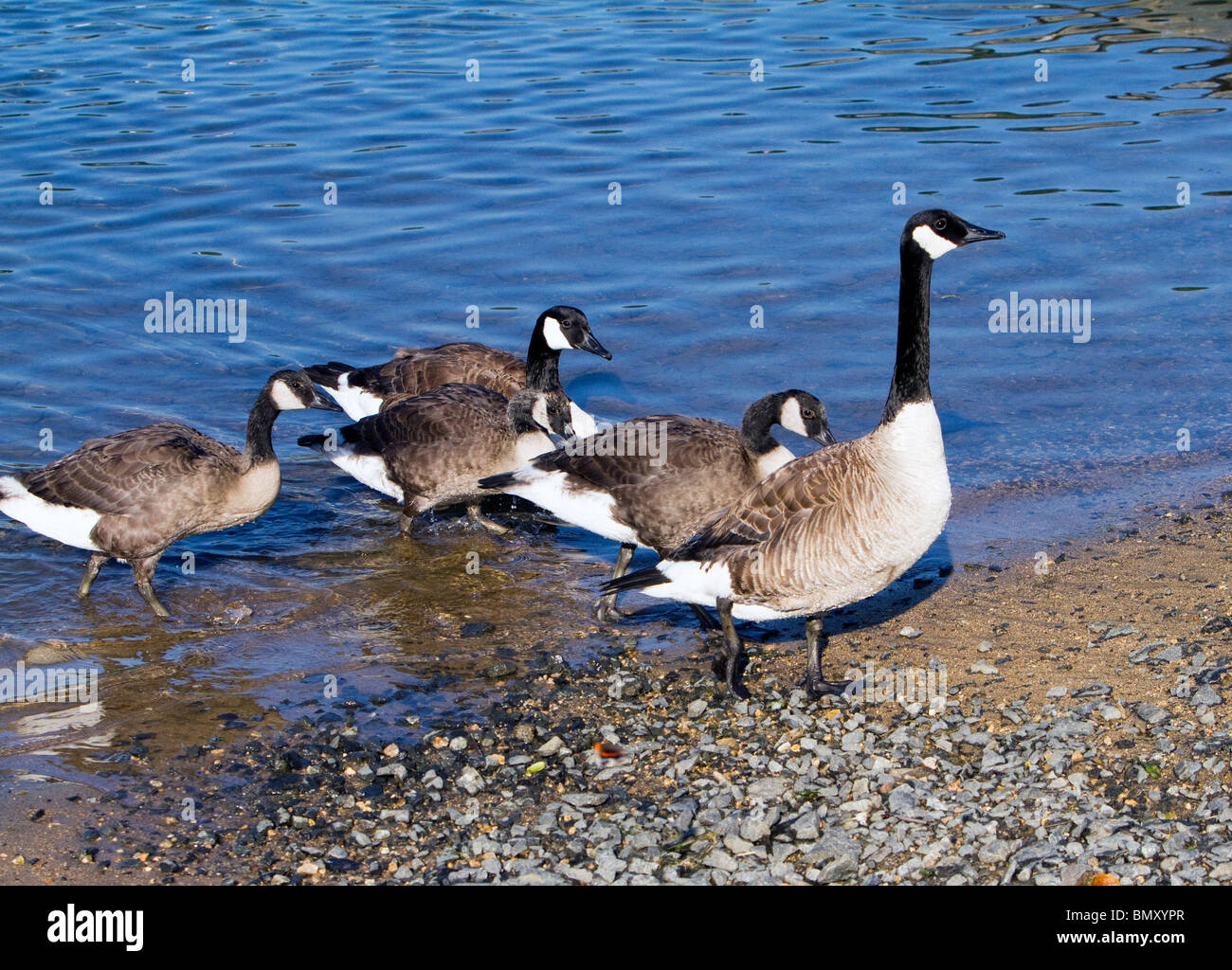 Trailing wild geese hi-res stock photography and images - Alamy