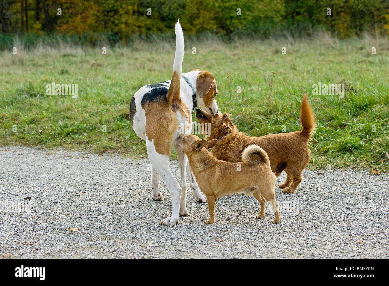 Domestic dog. Three dogs of different breed sniffing at each other ...
