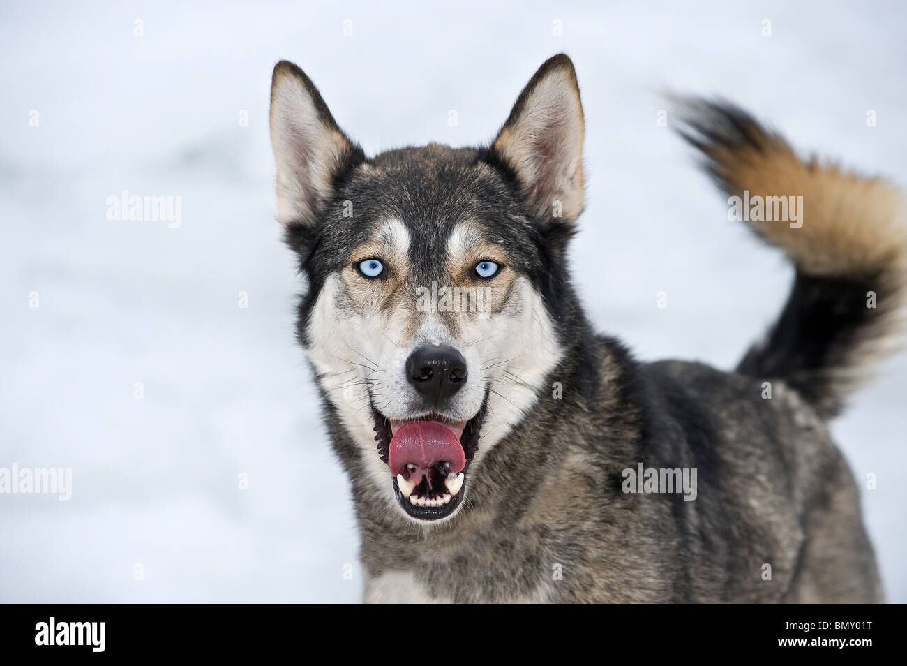 Siberian Husky dog portrait Stock Photo - Alamy