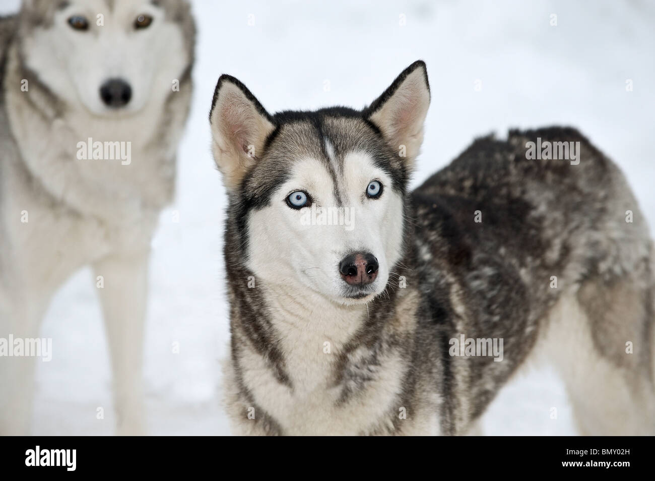 Siberian Husky dogs standing Stock Photo - Alamy