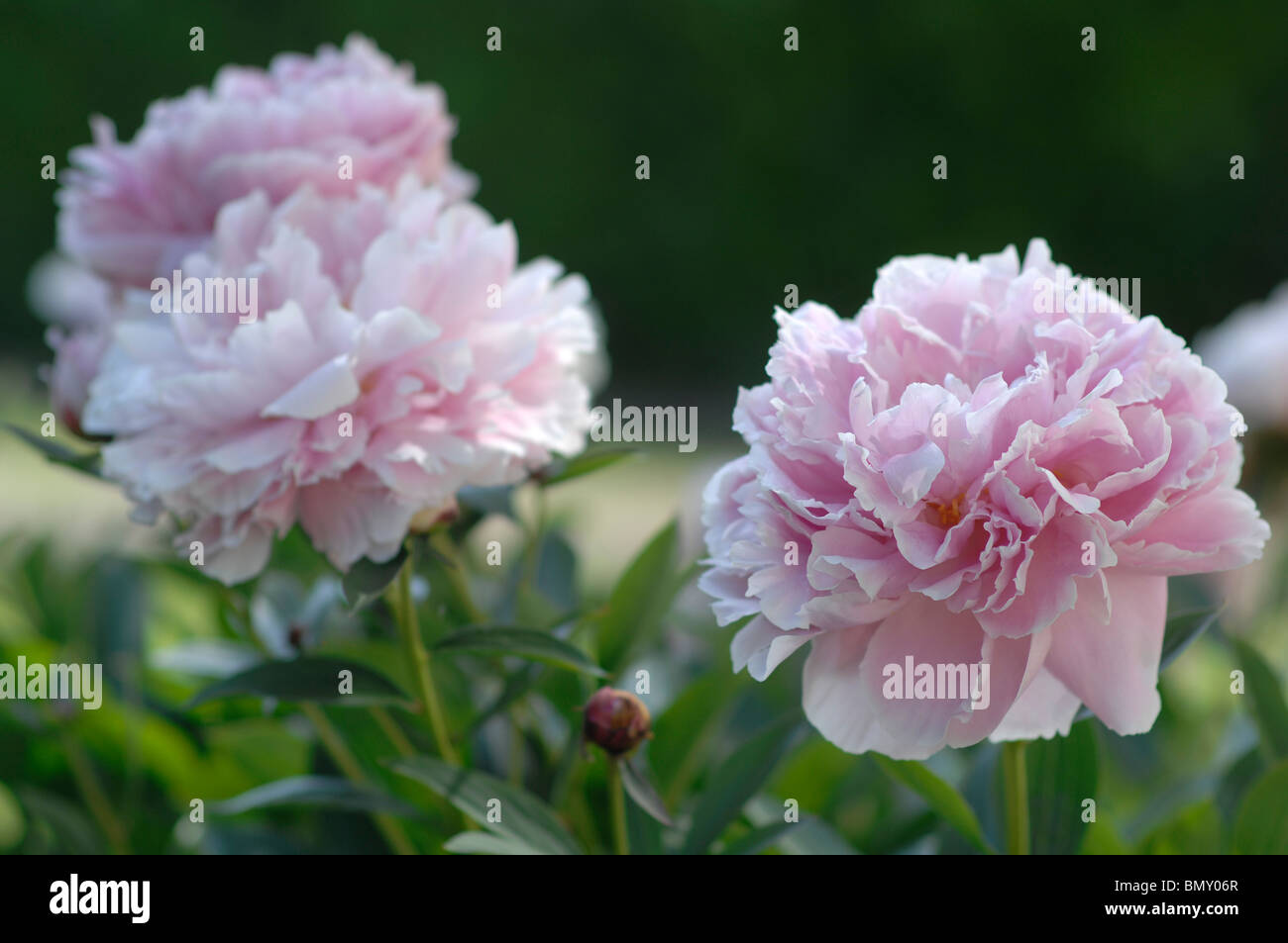 Peonies seeds hi-res stock photography and images - Alamy