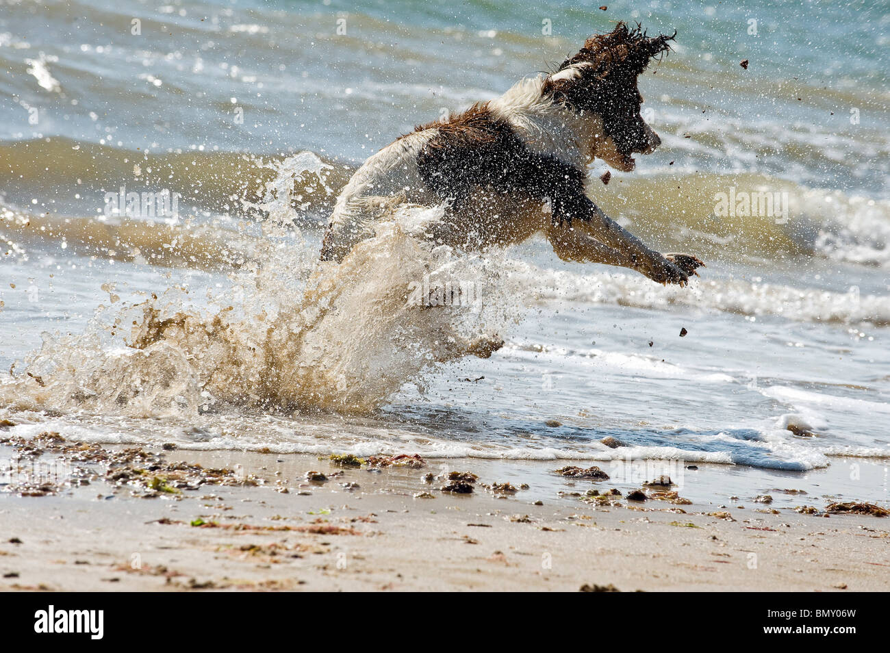 Springer spaniel jumping water hi-res stock photography and images - Alamy
