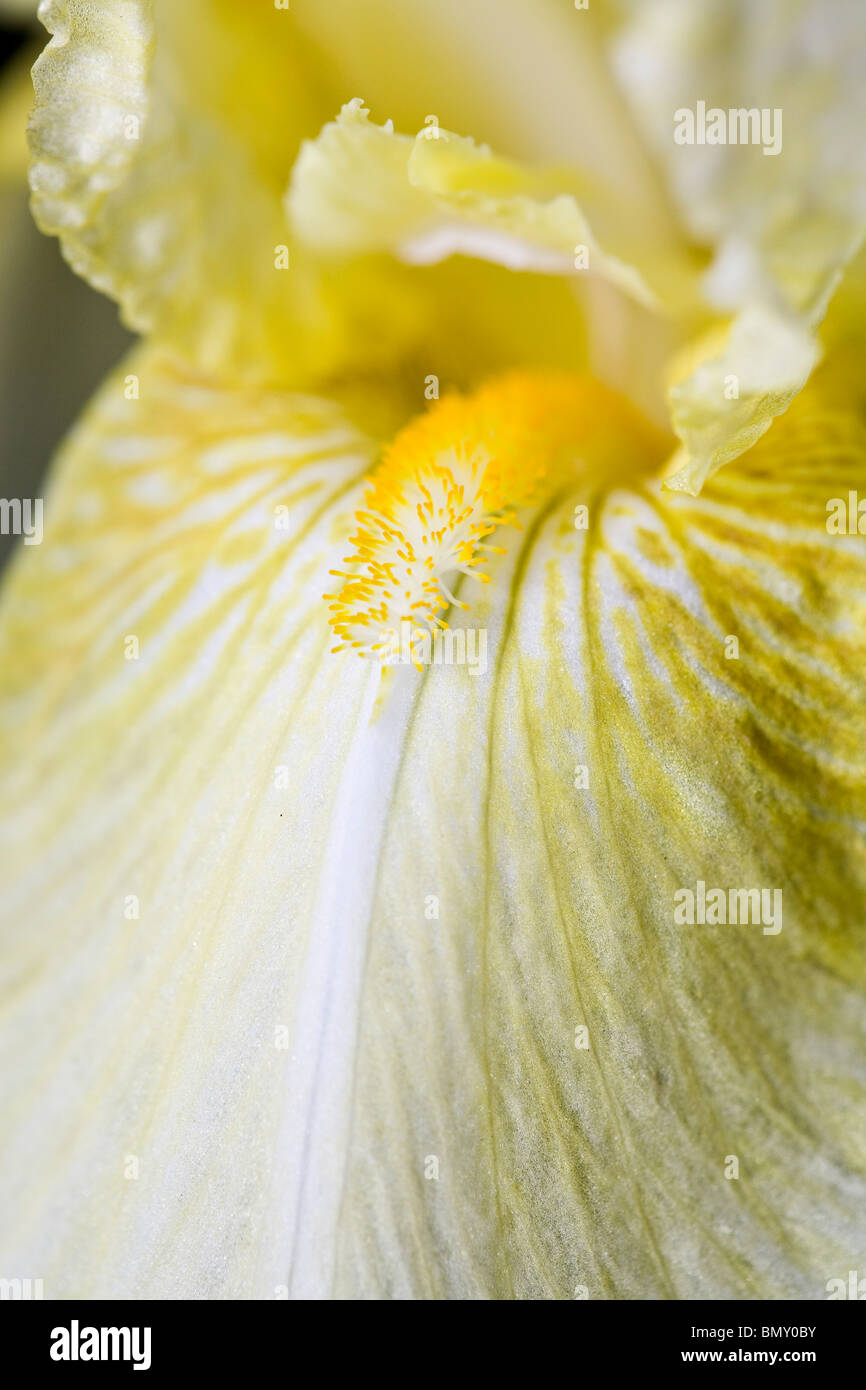 White Iris albicans flower Stock Photo - Alamy