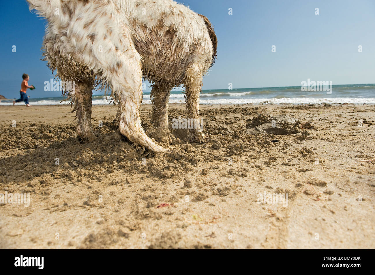 English Springer Spaniel dog digging a hole Stock Photo - Alamy