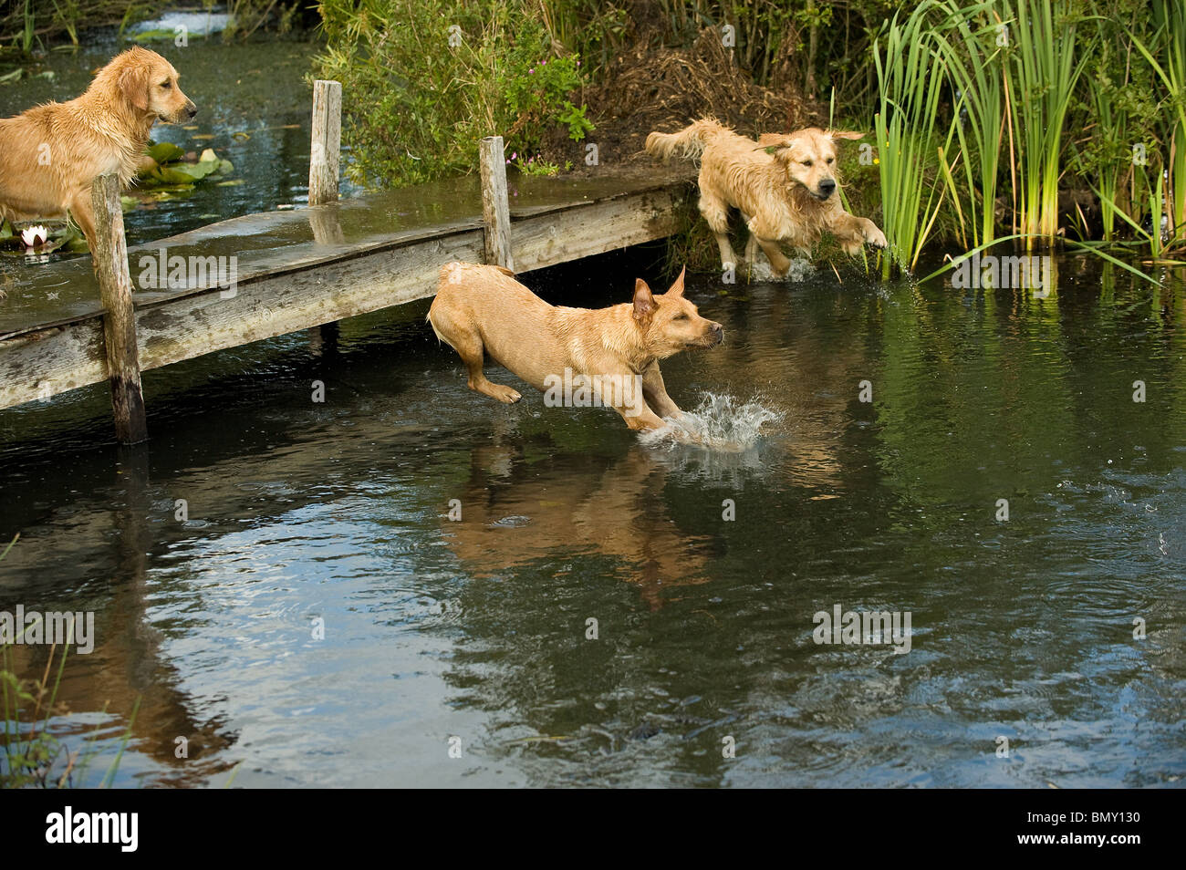 three Retriever dogs jumping water Stock Photo - Alamy