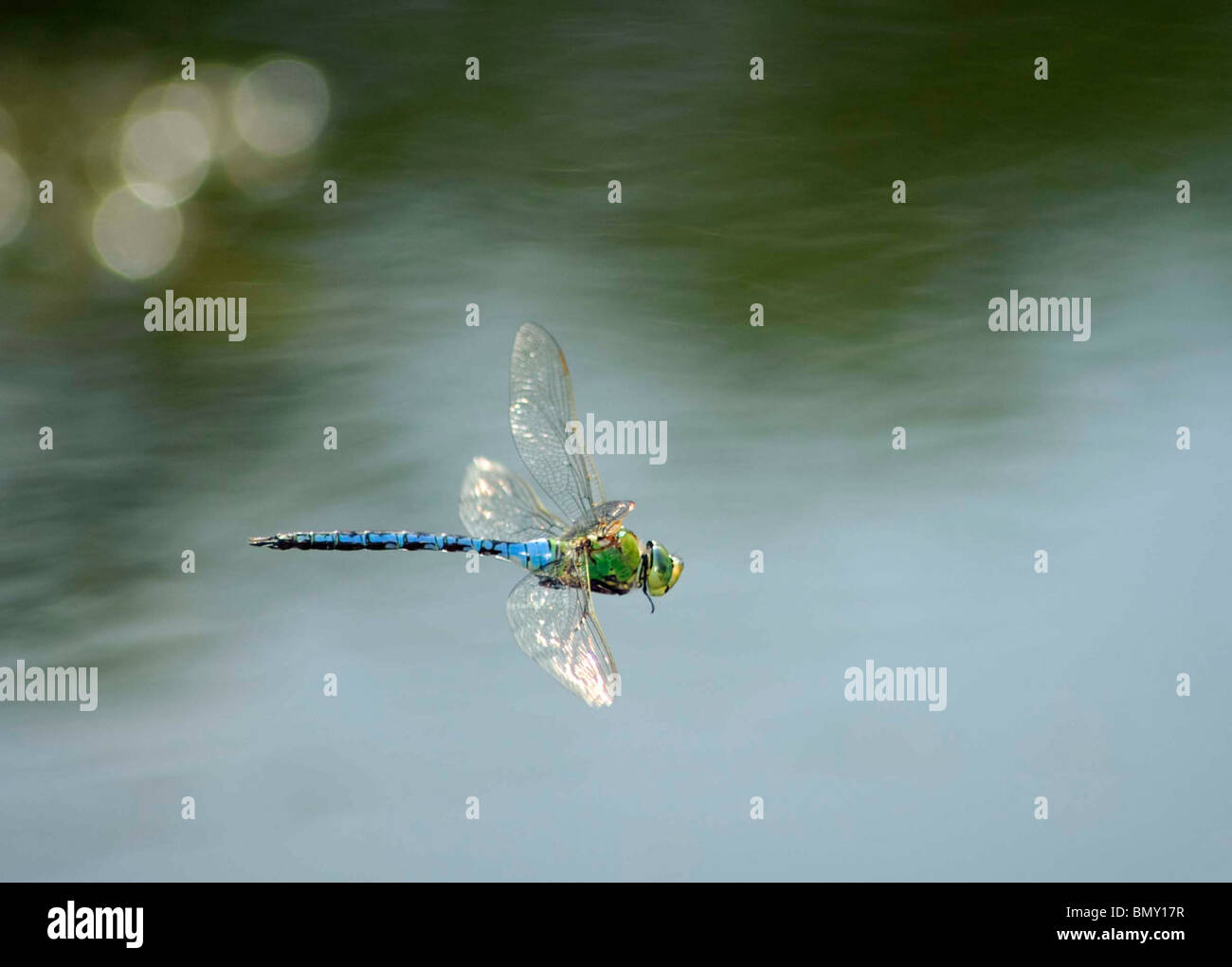 The emperor dragonfly. Anax imperator. blue emperor IN FLIGHT Stock ...