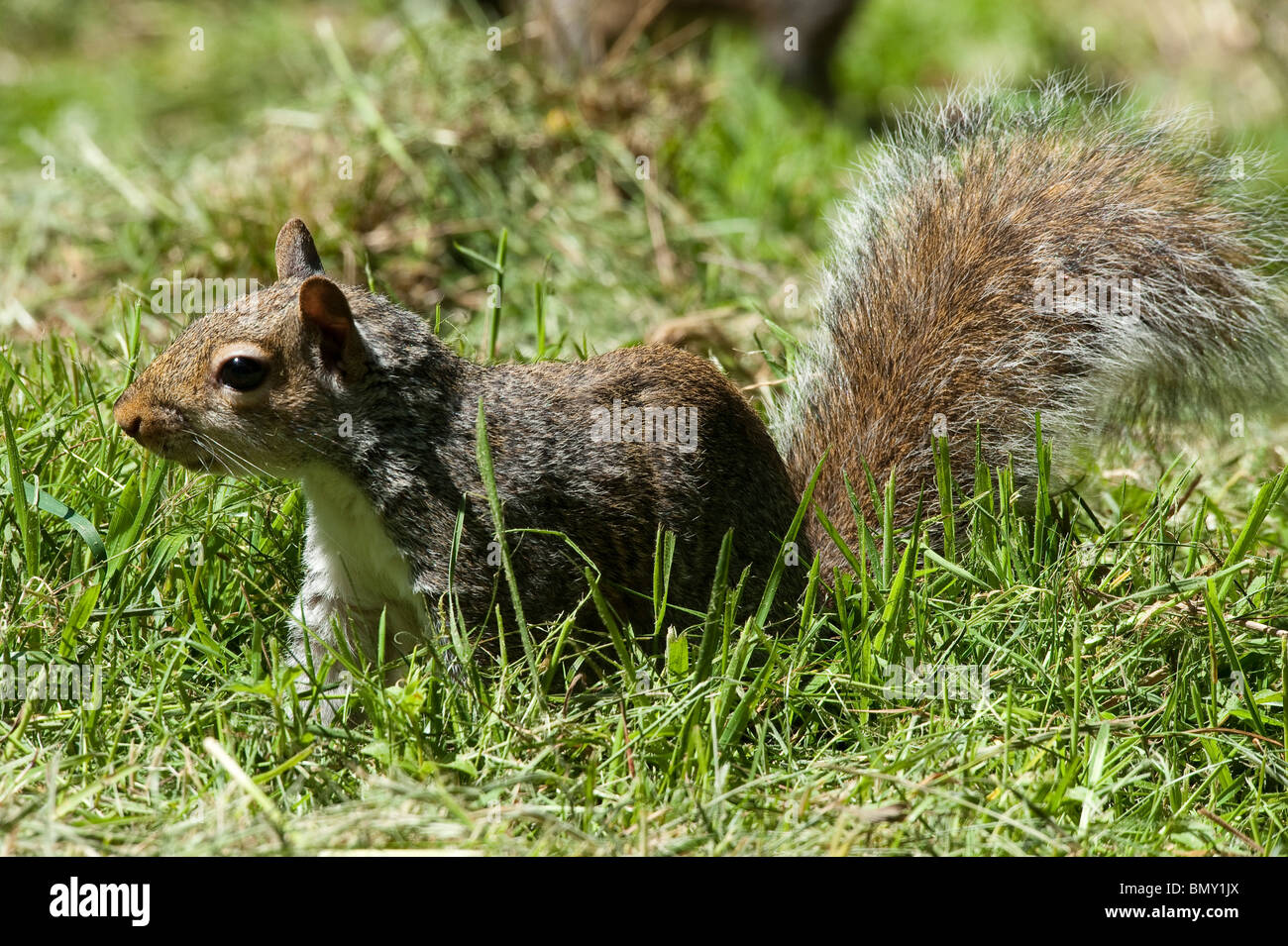 Grey Squirrel, Sciurus carolinensis Stock Photo - Alamy