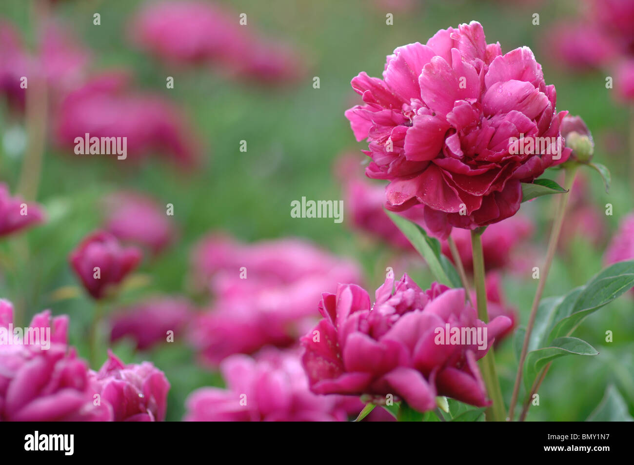 Peonies seeds hi-res stock photography and images - Alamy