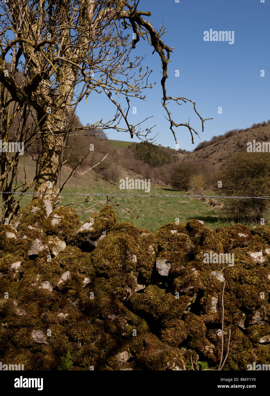 Moss covered dry stone wall in Gratton Dale, a limestone valley in the ...