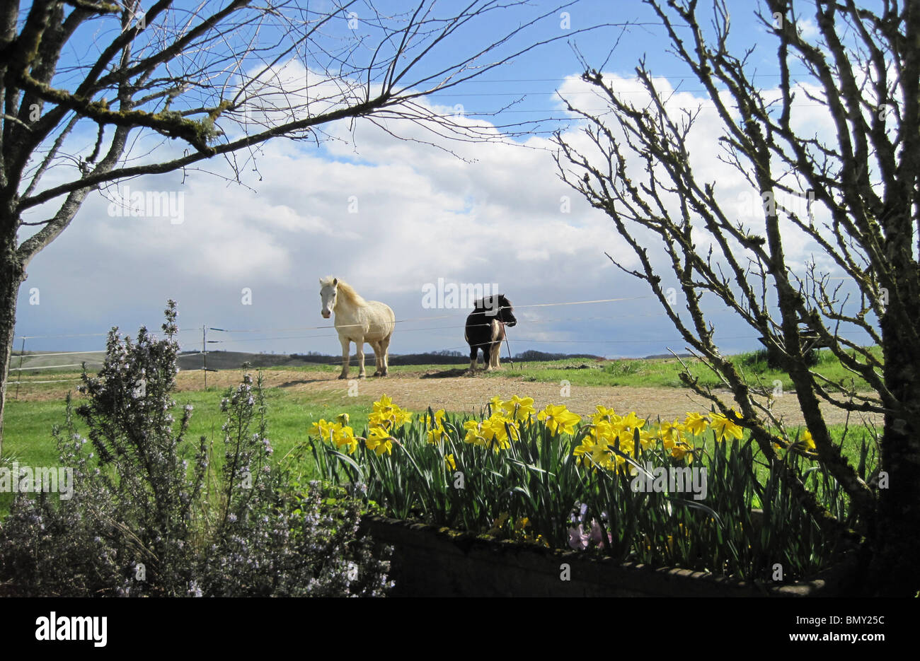 Two ponies, the smaller one a rugged Shetland, in a field framed by ...