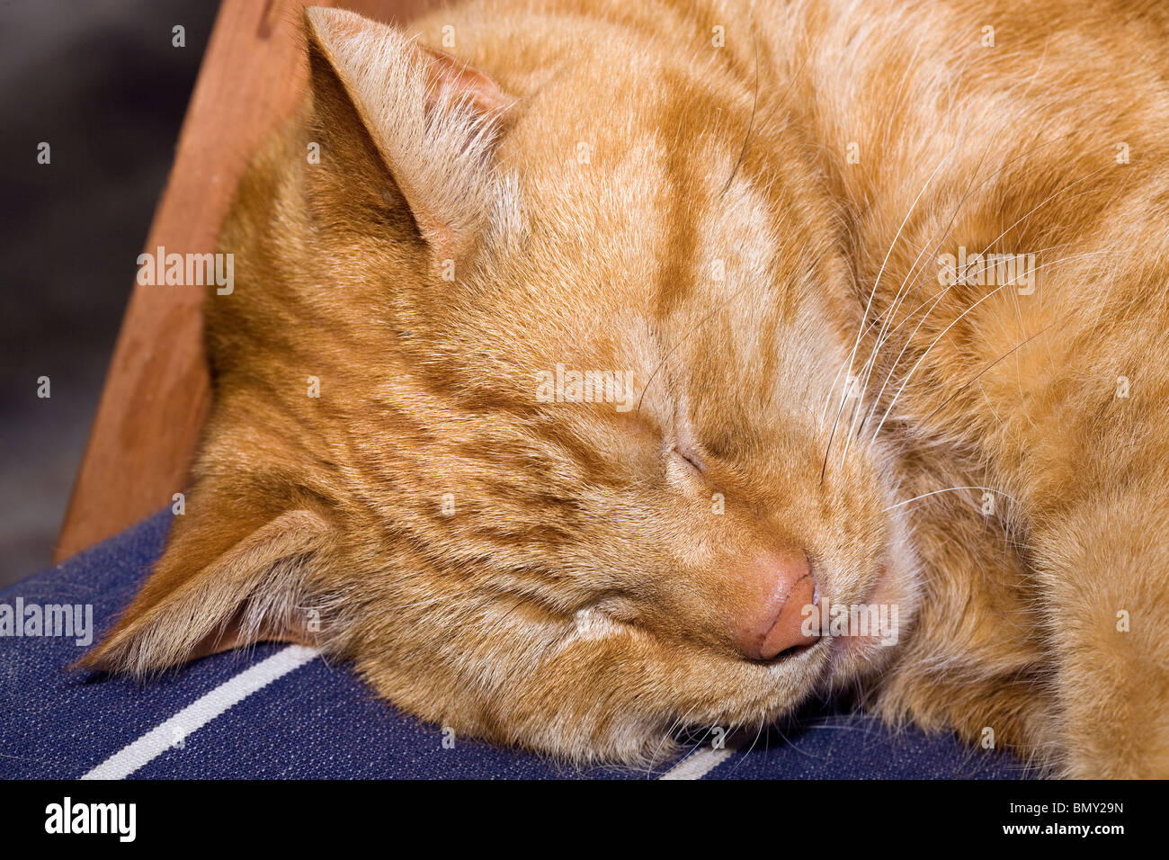 sleeping ginger cat Stock Photo - Alamy