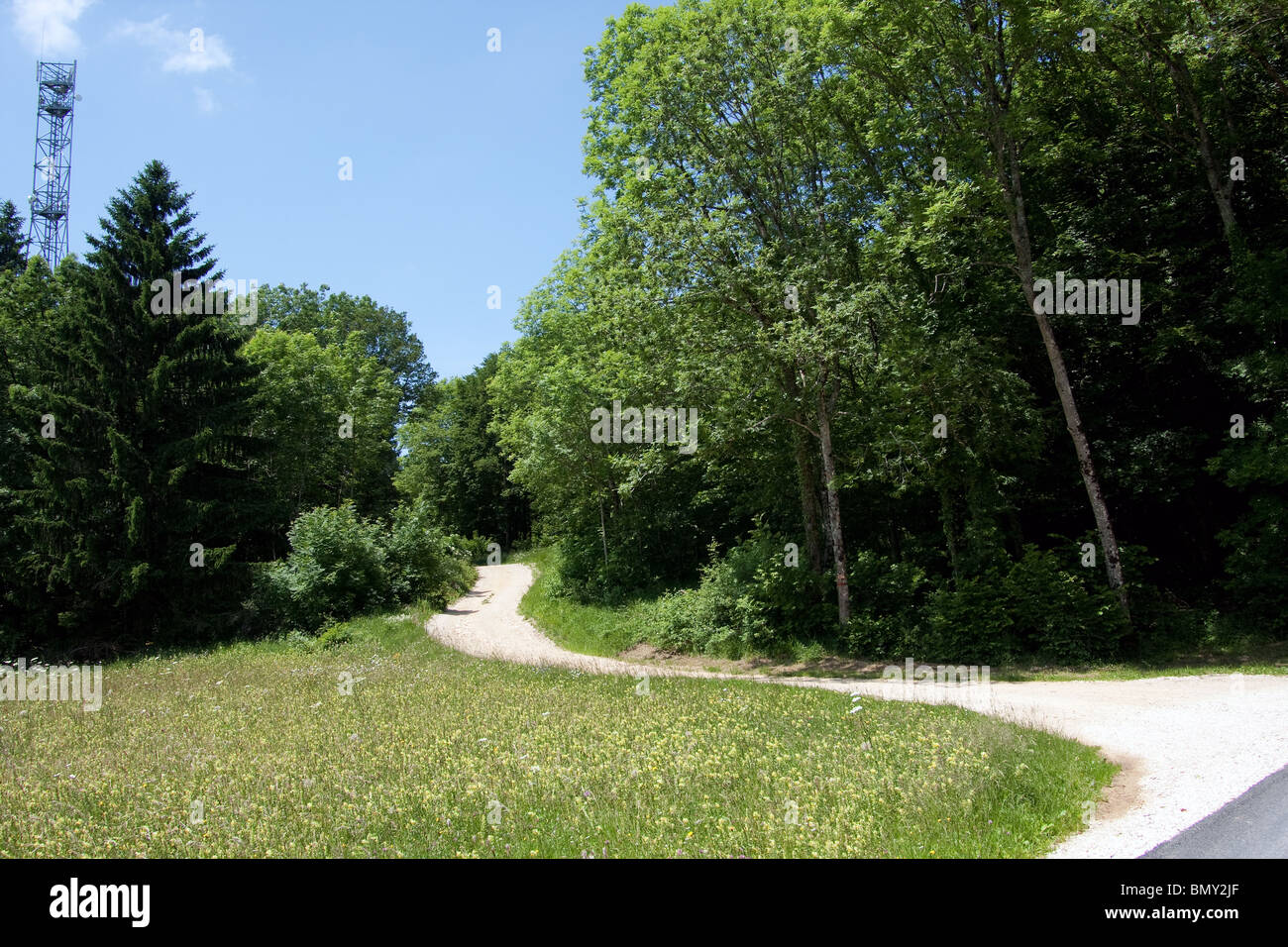 Woodland trees hi-res stock photography and images - Alamy