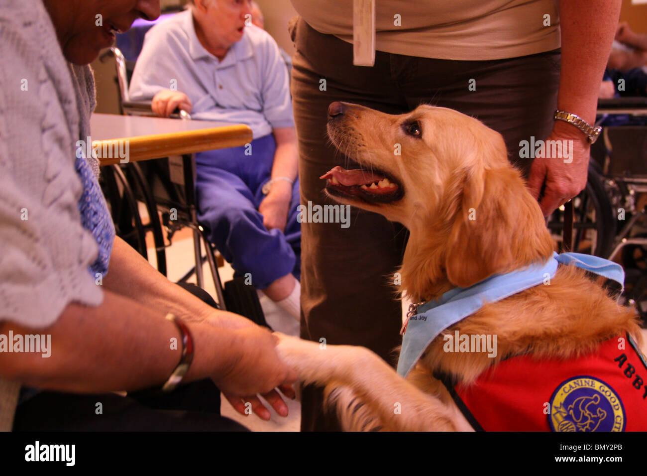dog at retirement home Stock Photo - Alamy